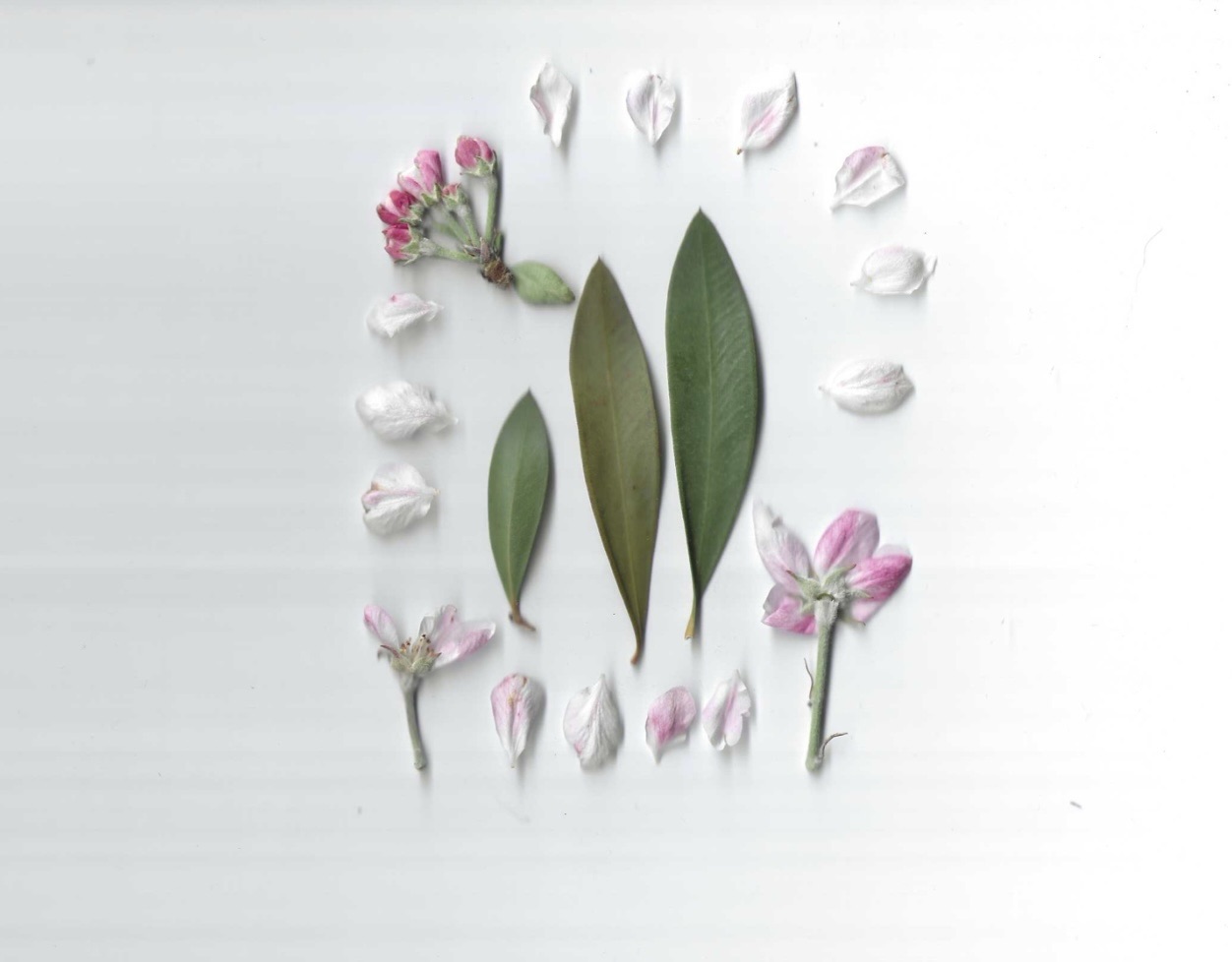 signs of spring – emBodied melody